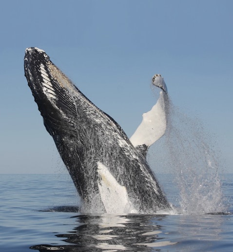 Baleine à bosse - Rorqual à bosse — Mingan Island Cetacean Study