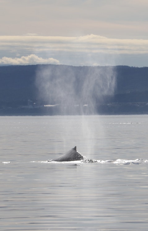 Baleine à bosse - Rorqual à bosse — Mingan Island Cetacean Study
