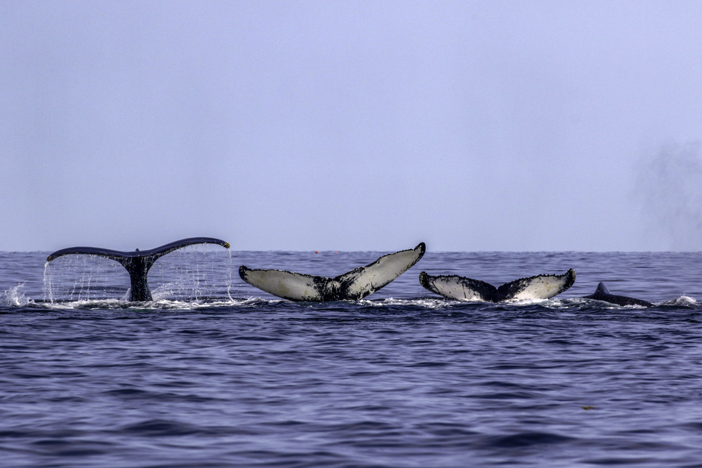 Baleine à bosse - Rorqual à bosse — Mingan Island Cetacean Study