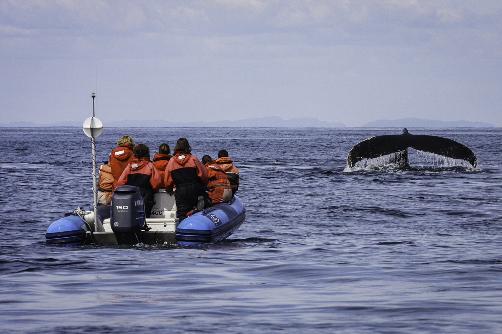 Baleine à bosse - Rorqual à bosse — Mingan Island Cetacean Study
