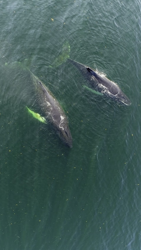 Baleine à bosse - Rorqual à bosse — Mingan Island Cetacean Study