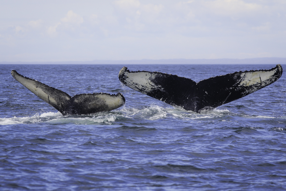 Baleine à bosse - Rorqual à bosse — Mingan Island Cetacean Study