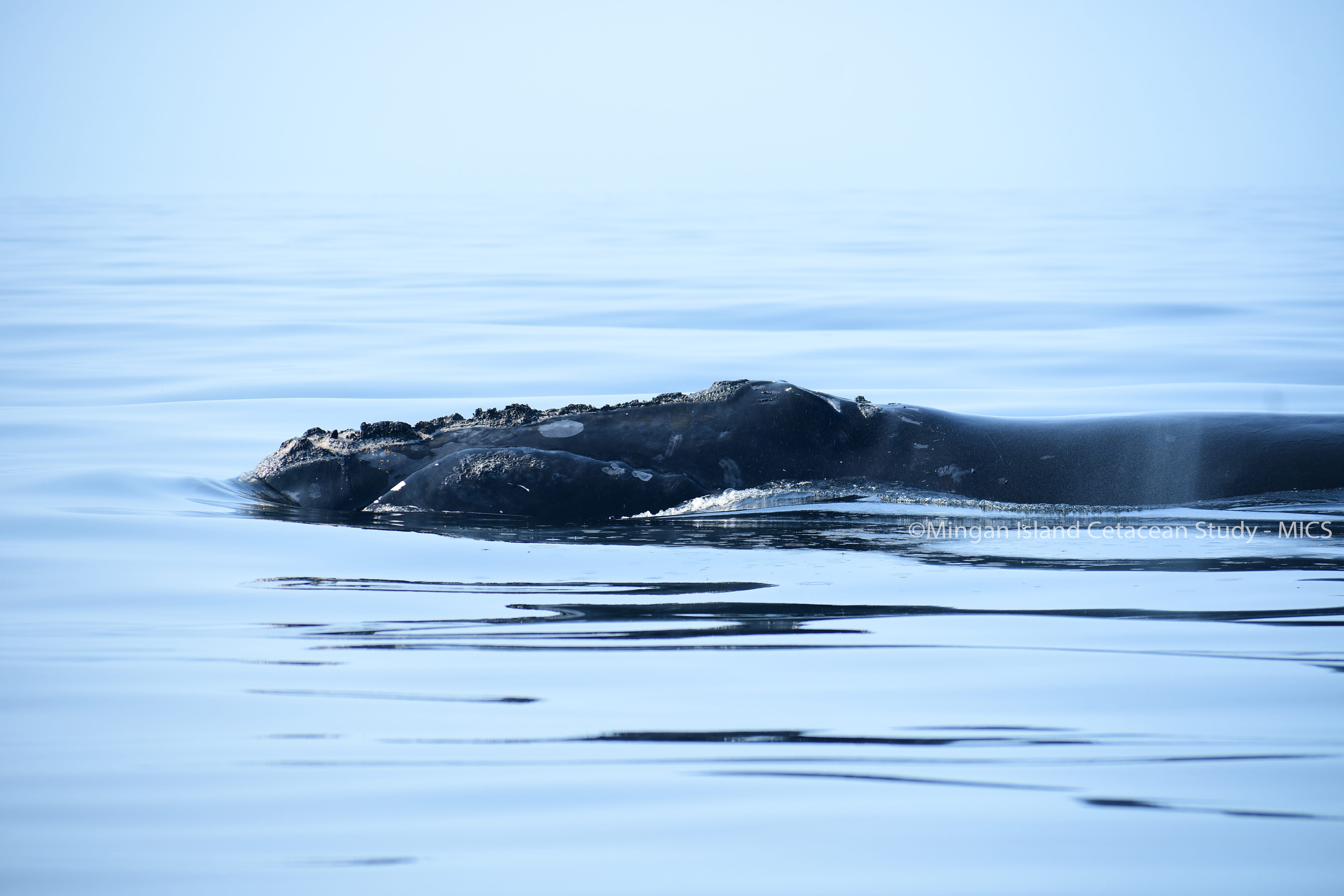 Baleine franche - Baleine noire de l'Atlantique Nord — Mingan Island ...