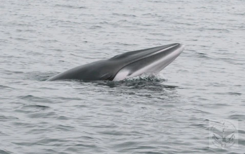 Minke Whale — Mingan Island Cetacean Study