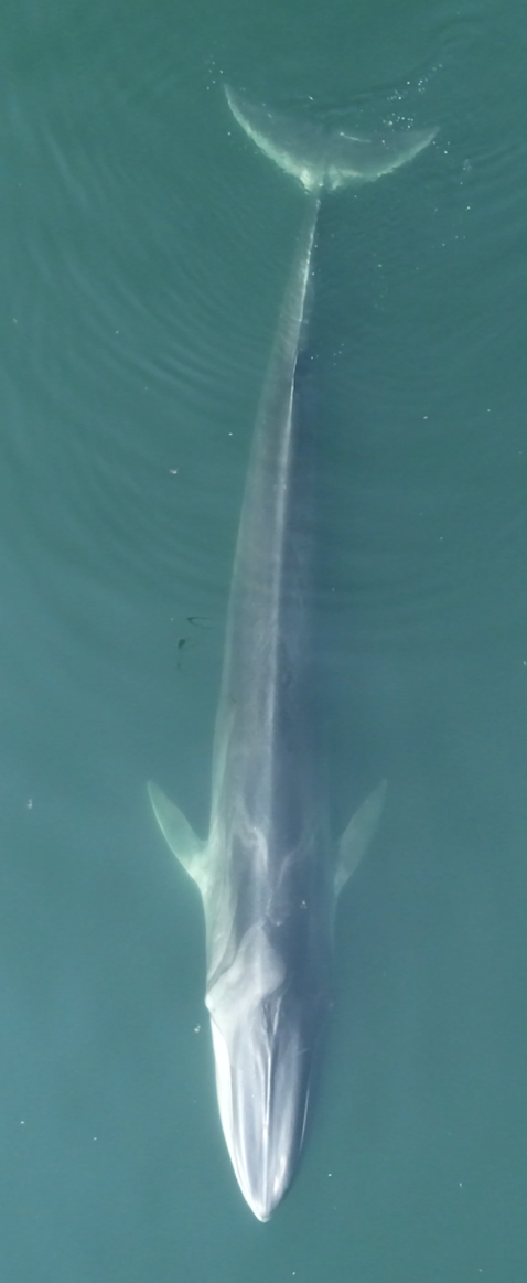 Rorqual commun — Mingan Island Cetacean Study