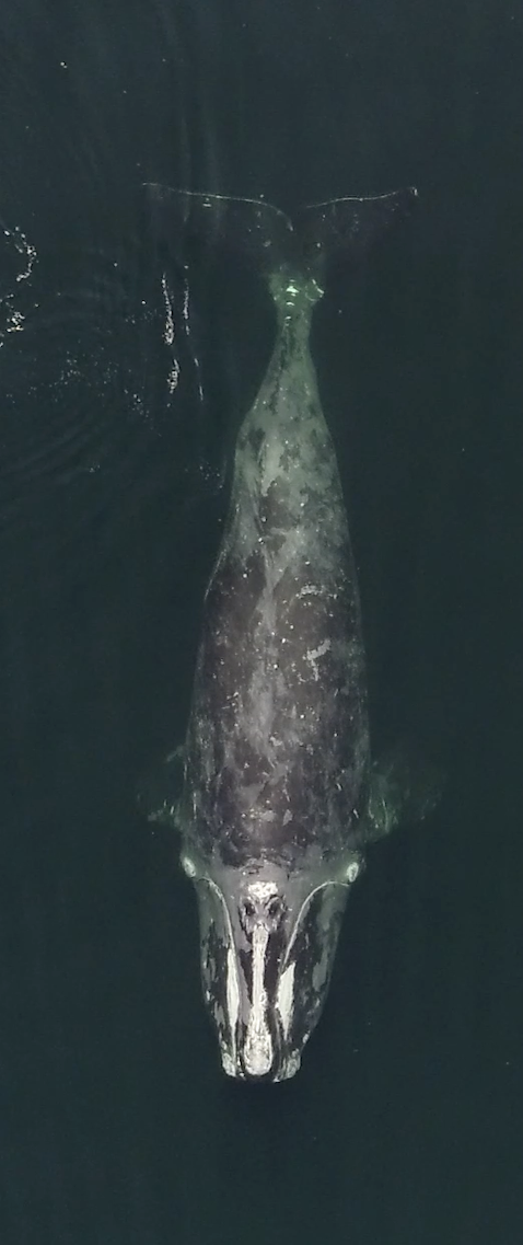 Baleine franche - Baleine noire de l'Atlantique Nord — Mingan Island ...